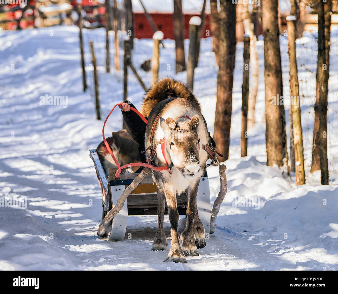 Woman while reindeer sleigh ride at winter Rovaniemi, Lapland, Finland ...