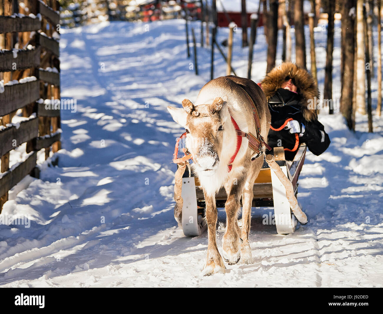 Woman while reindeer sleigh ride, winter Rovaniemi, Lapland, Finland ...