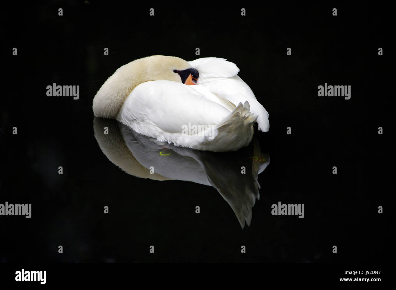 night, nighttime, swan, sleep, sleeping, feathers, reflection, fresh ...
