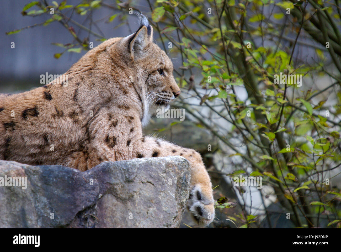 the cat in the forest - lynx Stock Photo - Alamy