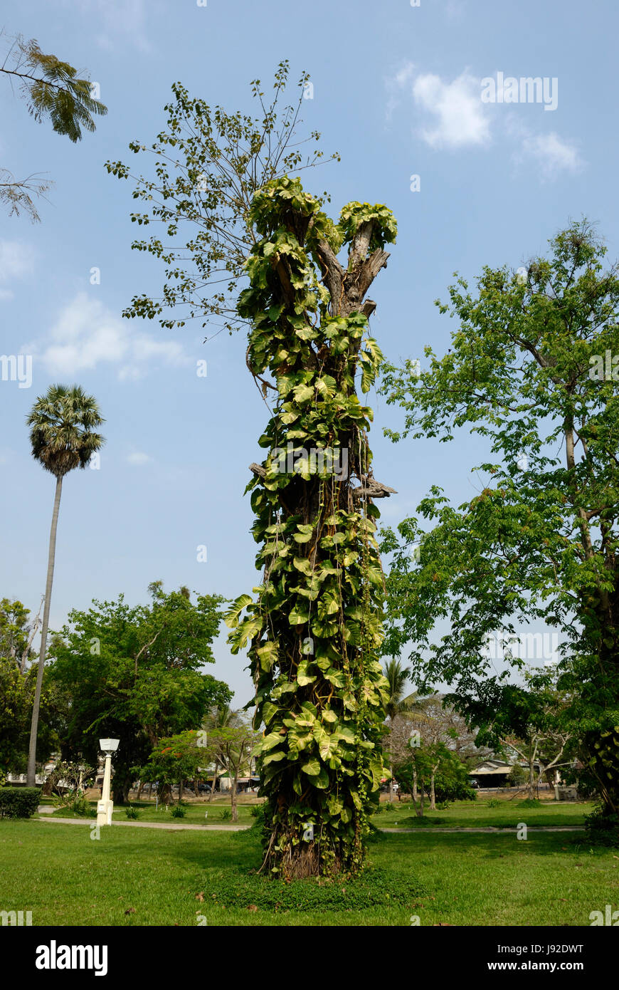 trunk, twiners, cambodia, blue, tree, trees, park, plant, green, asia ...