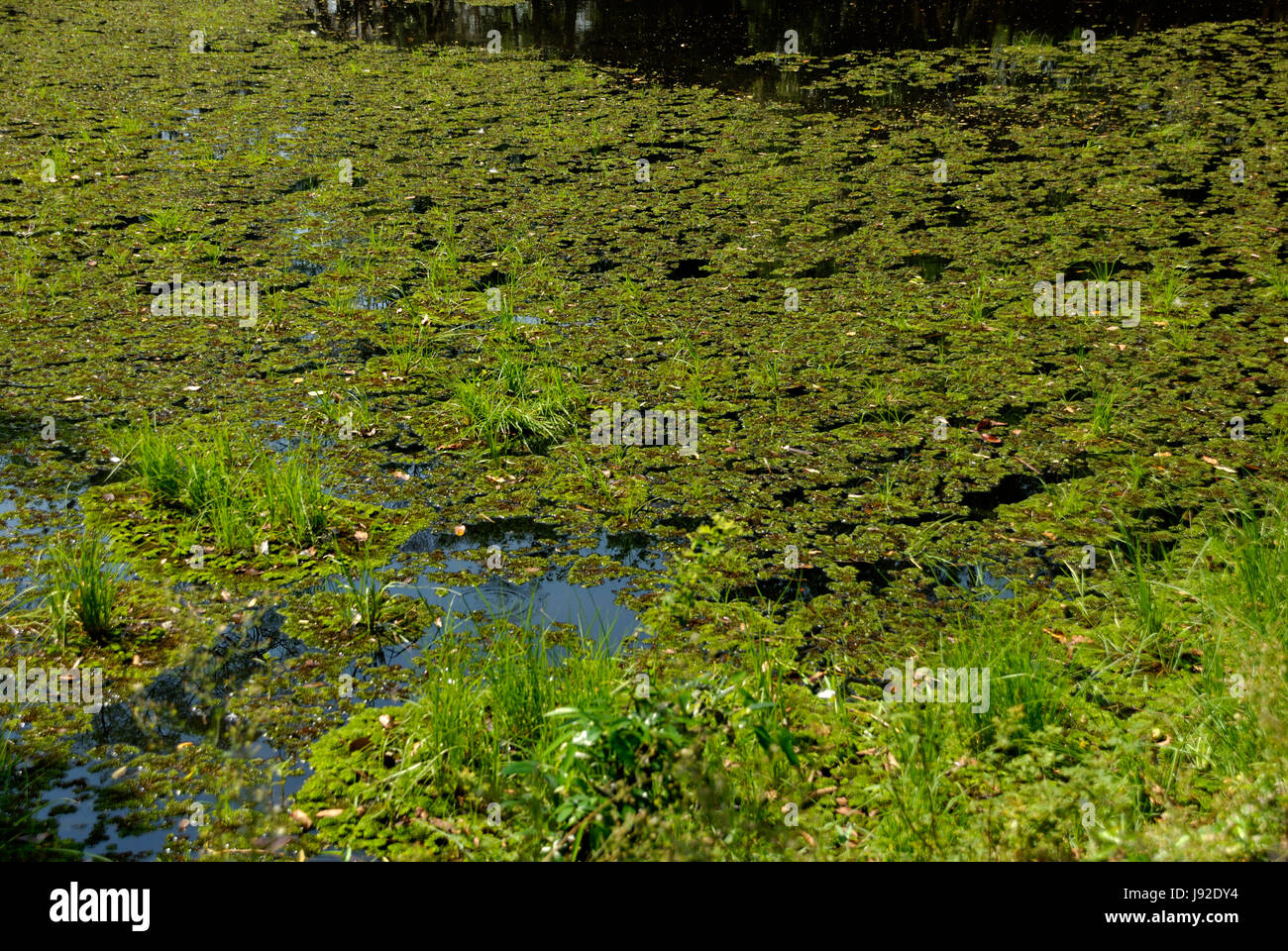 asia, swamp, fresh water, pond, water, cambodia, lake, inland water ...