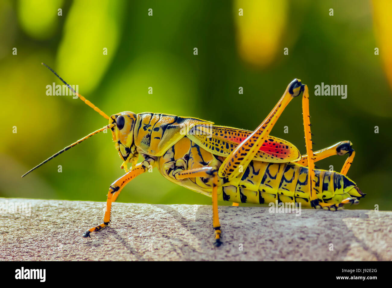 Eastern Lubber grasshopper Stock Photo - Alamy