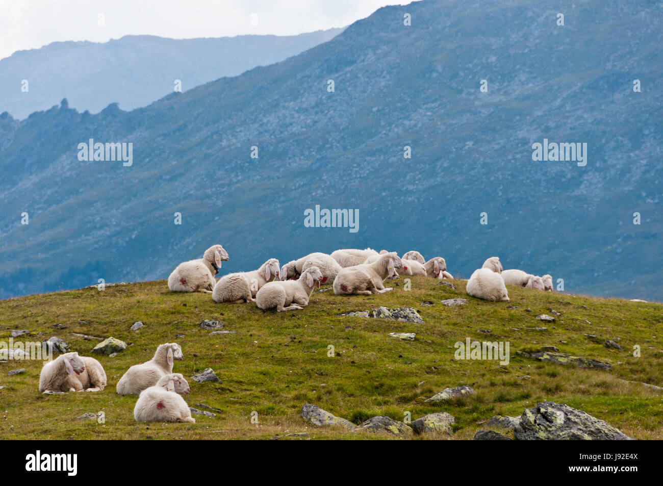 agriculture, farming, sheep, alpine, farm, meadow, mountain, lamb, blue ...