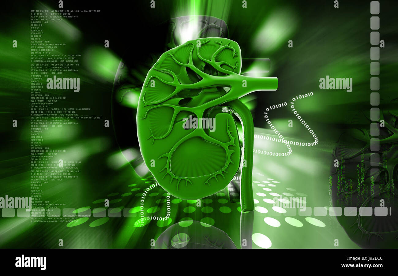 object, education, health, medicinally, medical, graphics, colour ...