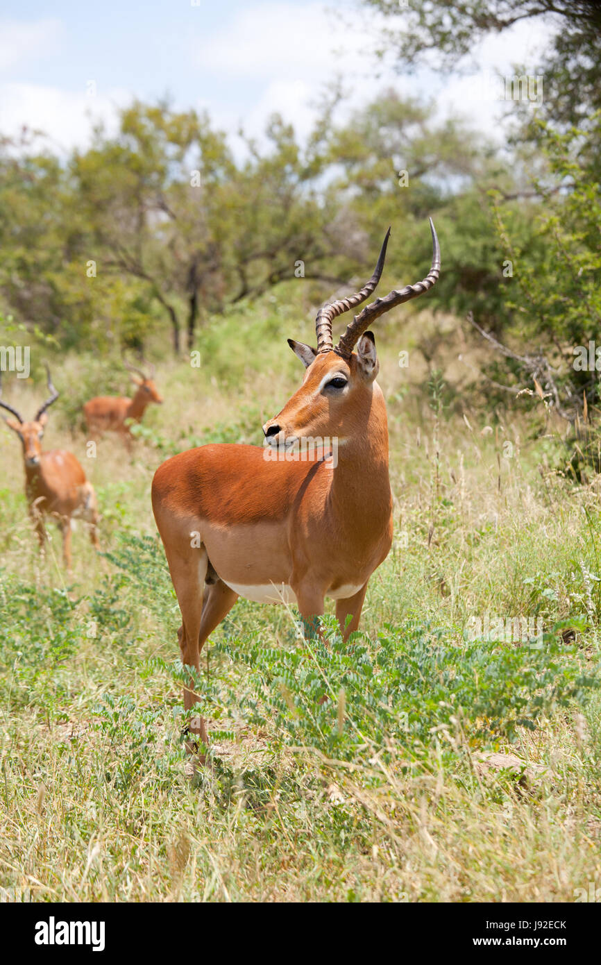animal, mammal, africa, antelope, single, environment, enviroment, park ...