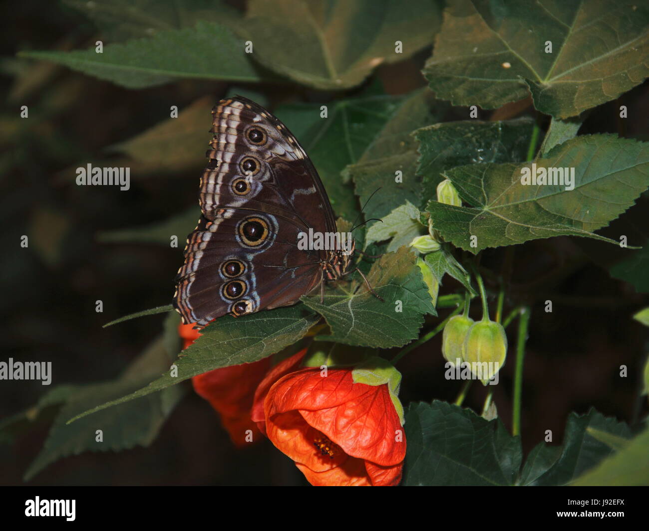 insect, butterfly, wing, moth, beautiful, beauteously, nice, macro ...