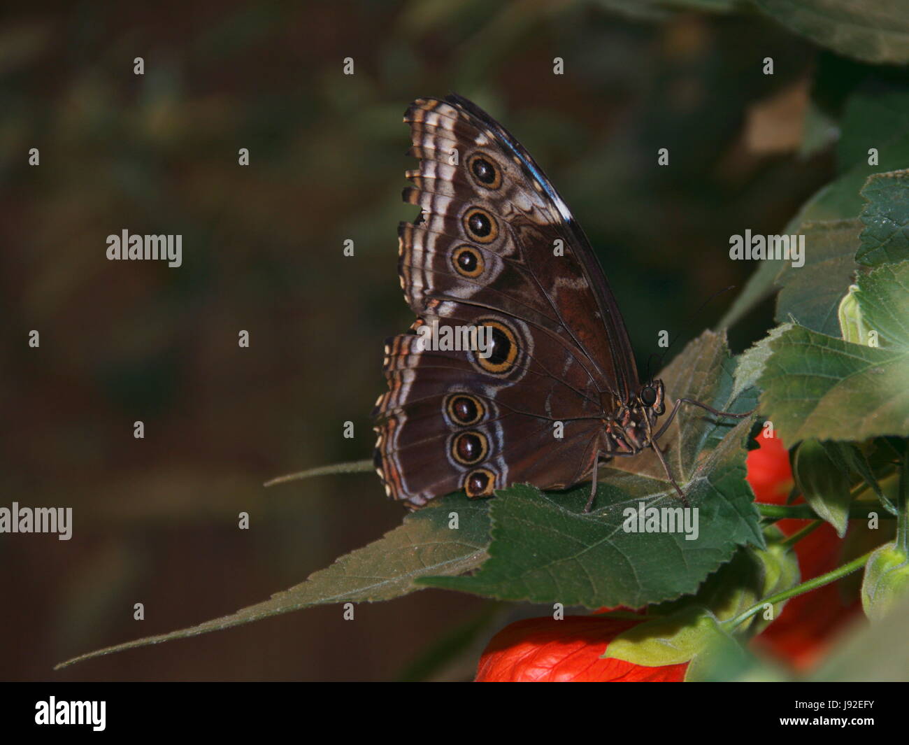 insect, butterfly, wing, moth, beautiful, beauteously, nice, macro ...