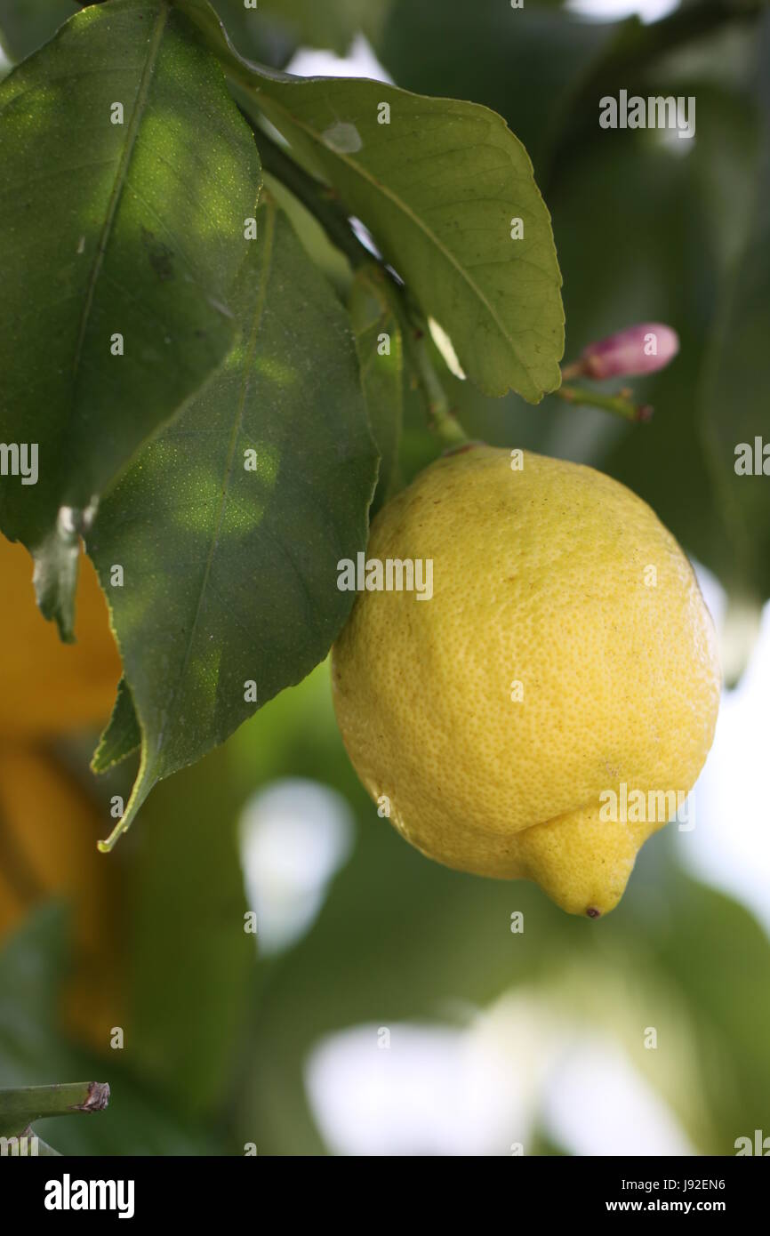 tree, garden, fruit, gardens, citron tree, lemon, citron, fresh, yellow ...