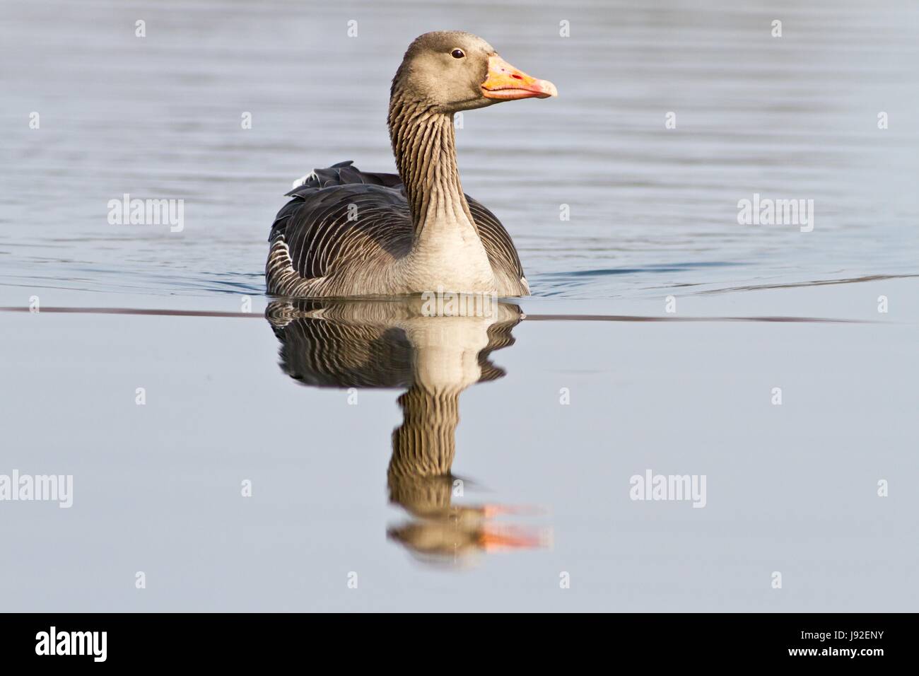 wing, beak, geese, goose, beaks, meadow, bird, birds, feathers, beak ...