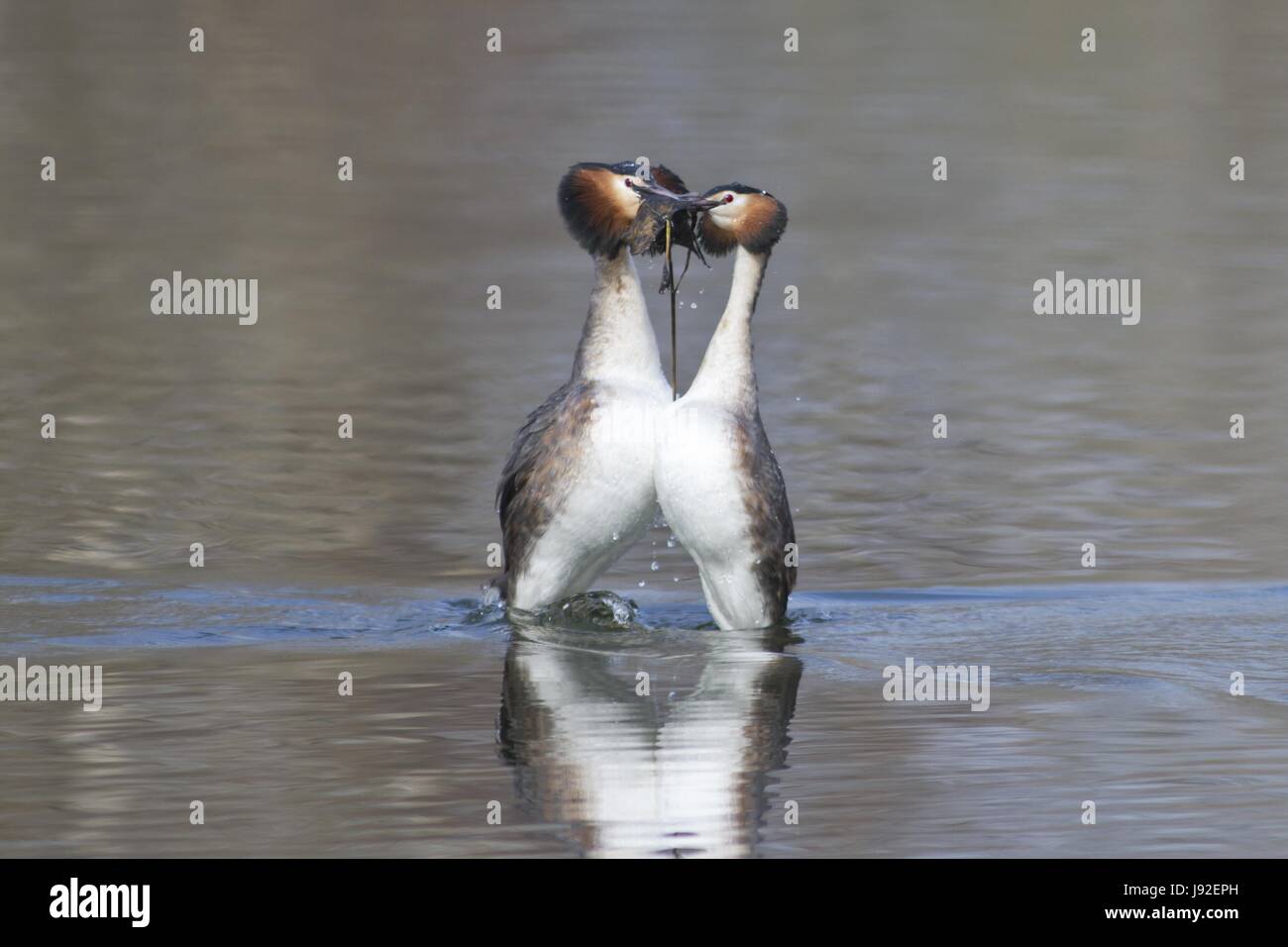 bird, wedding, marriage, marriage ceremony, wedding ceremony, life ...