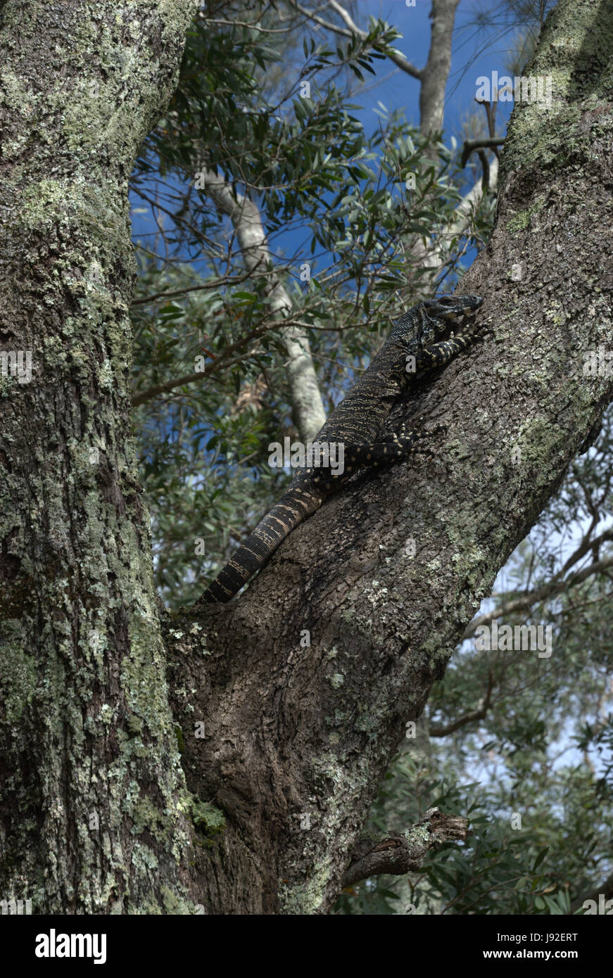 tree, trunk, saurian, eye, organ, australia, claws, environment ...