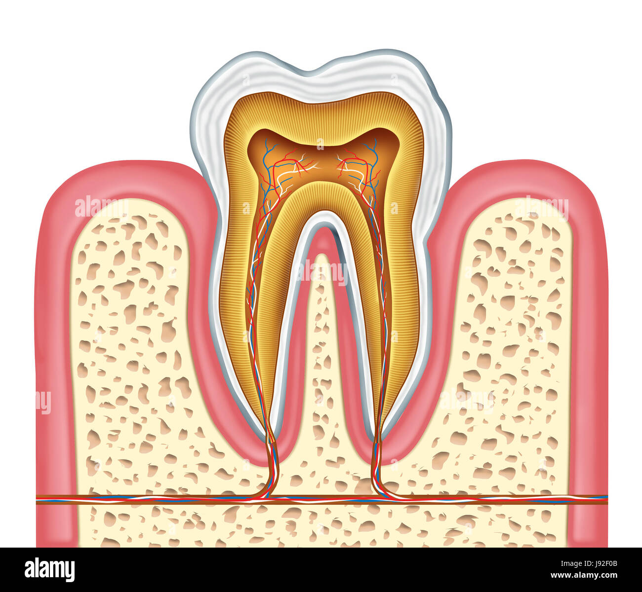 single, teeth, root, tooth, bone, means, agent, medicine, drug, remedy ...