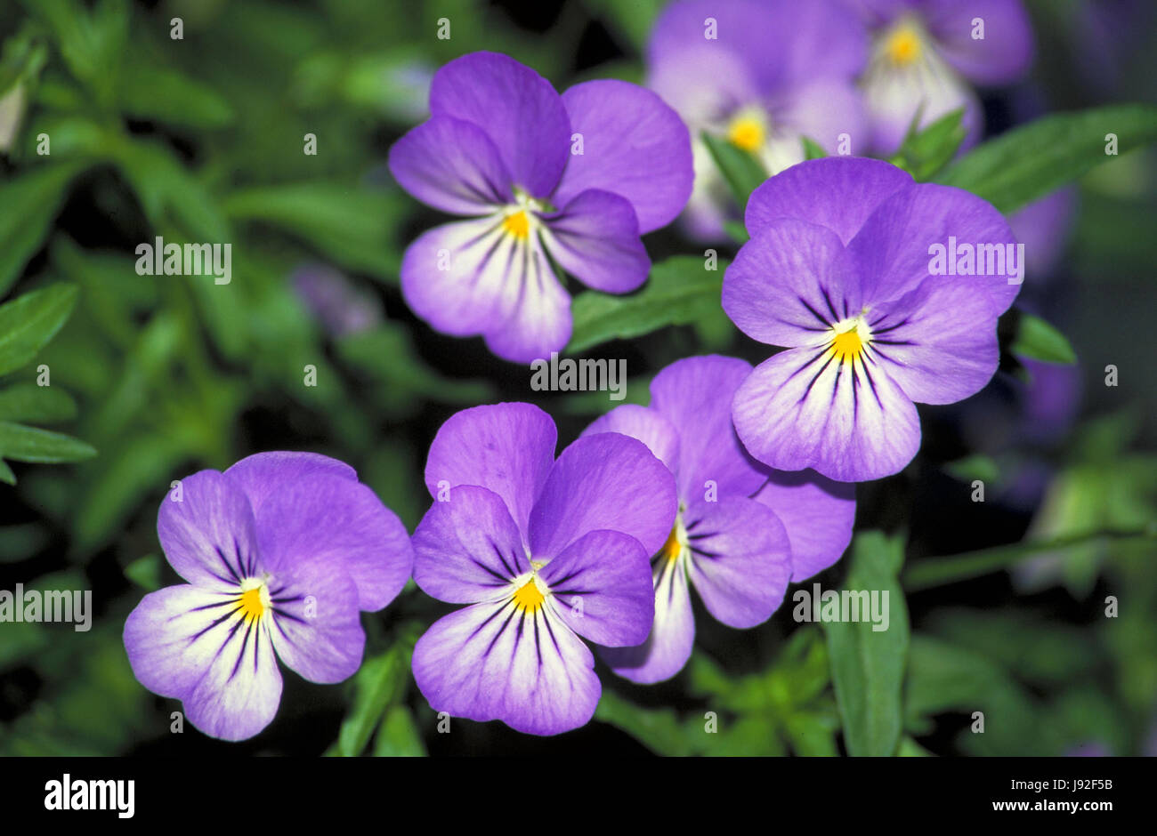 garden, plant, flower, botany, violet, petals, gardens, garden, plant ...