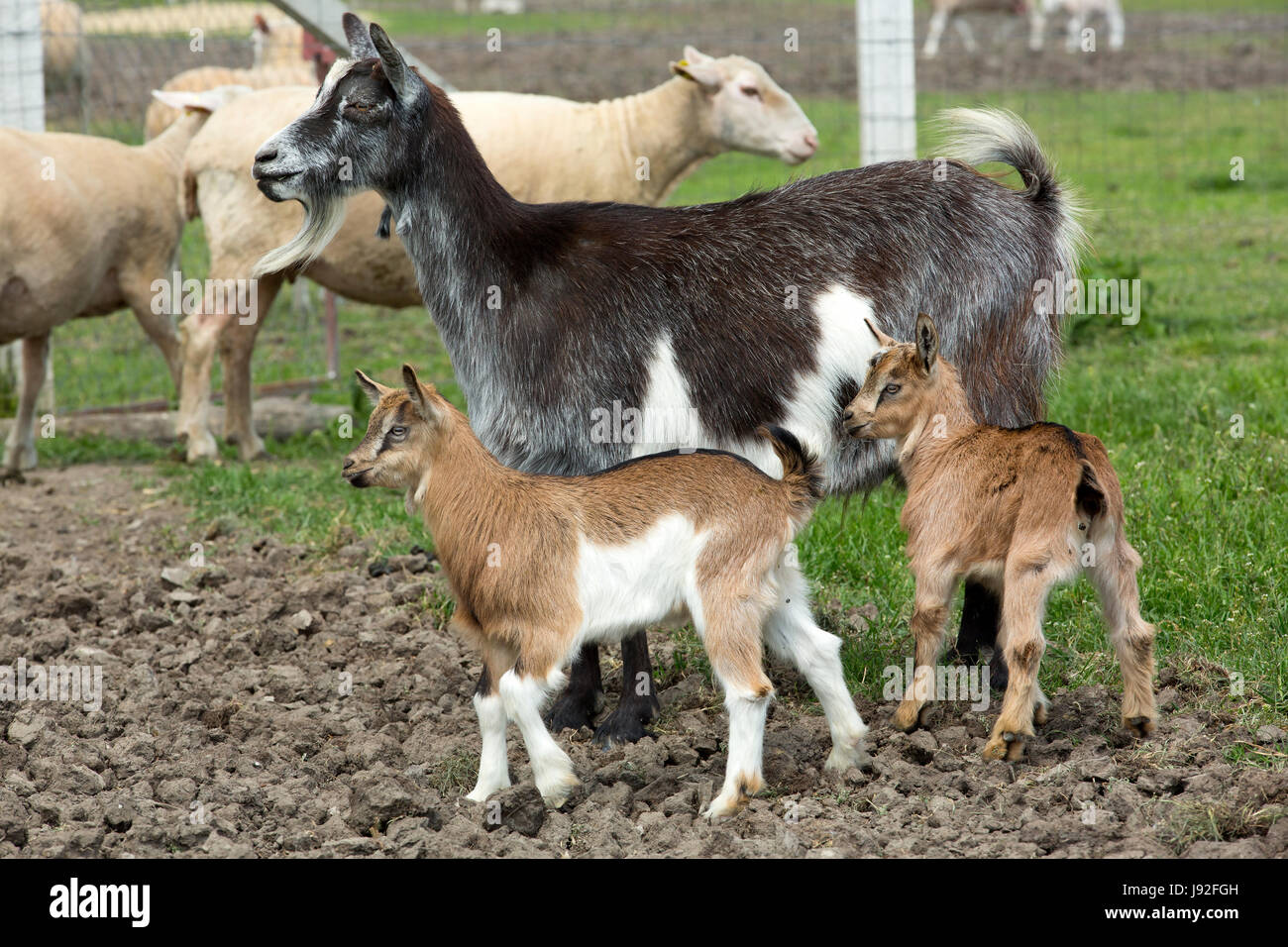 Sheep and goat farming hi-res stock photography and images - Alamy