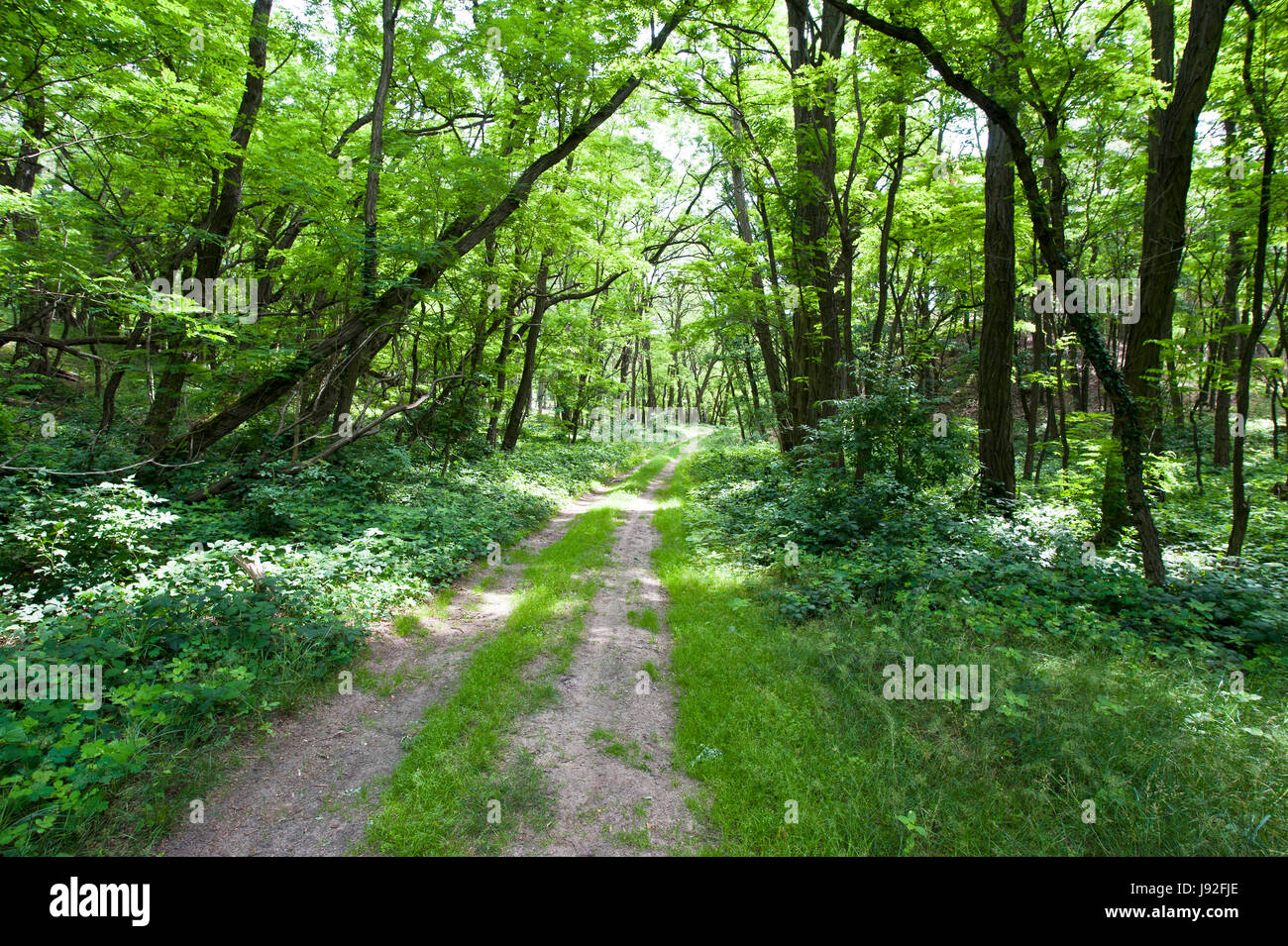 Robinien hi-res stock photography and images - Alamy