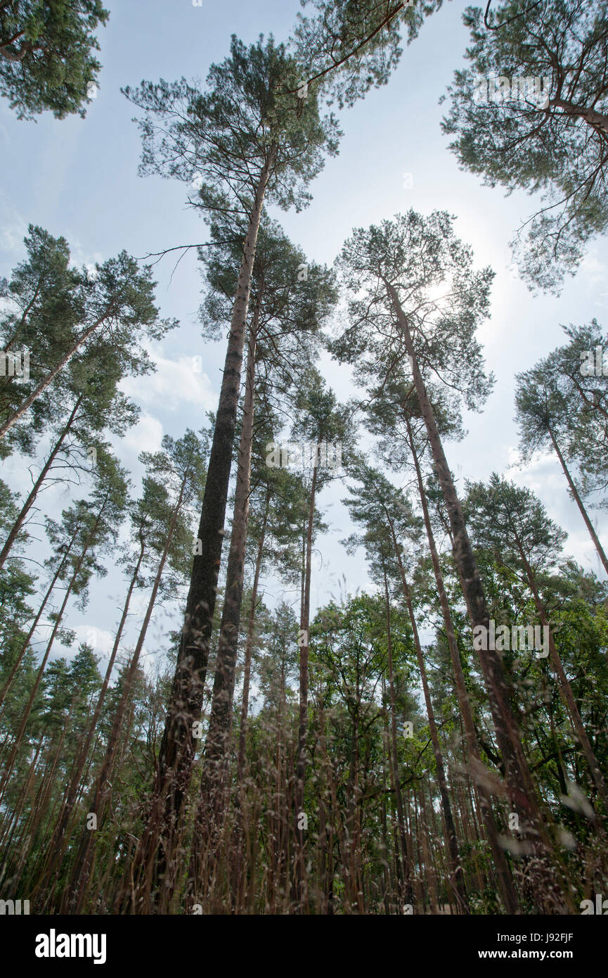shine, shines, bright, lucent, light, serene, luminous, tree, pine ...