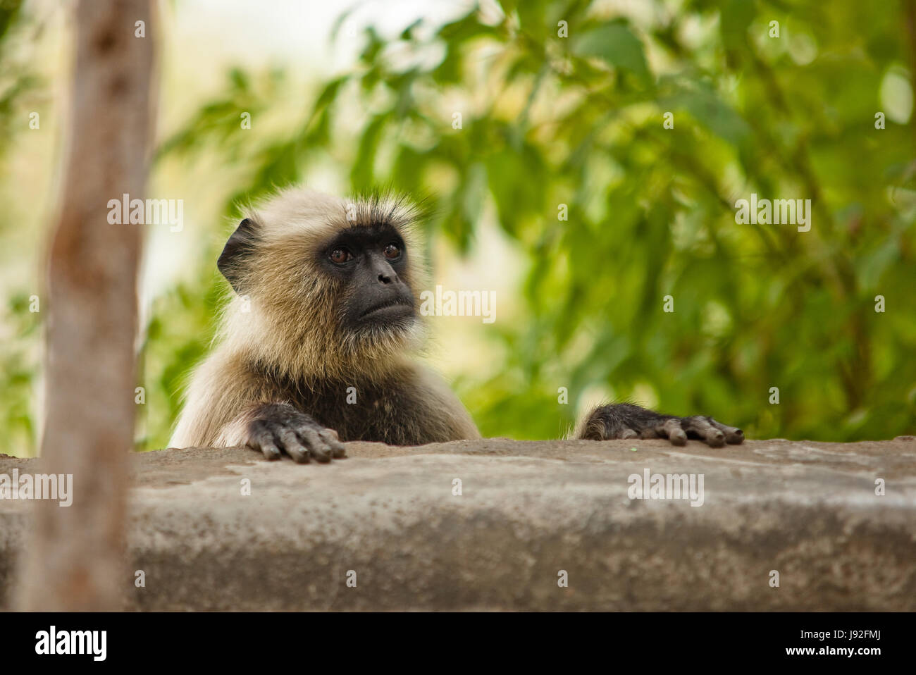 animal, monkey, animal, curiosity, curious, nosey, nosy, monkey, look ...