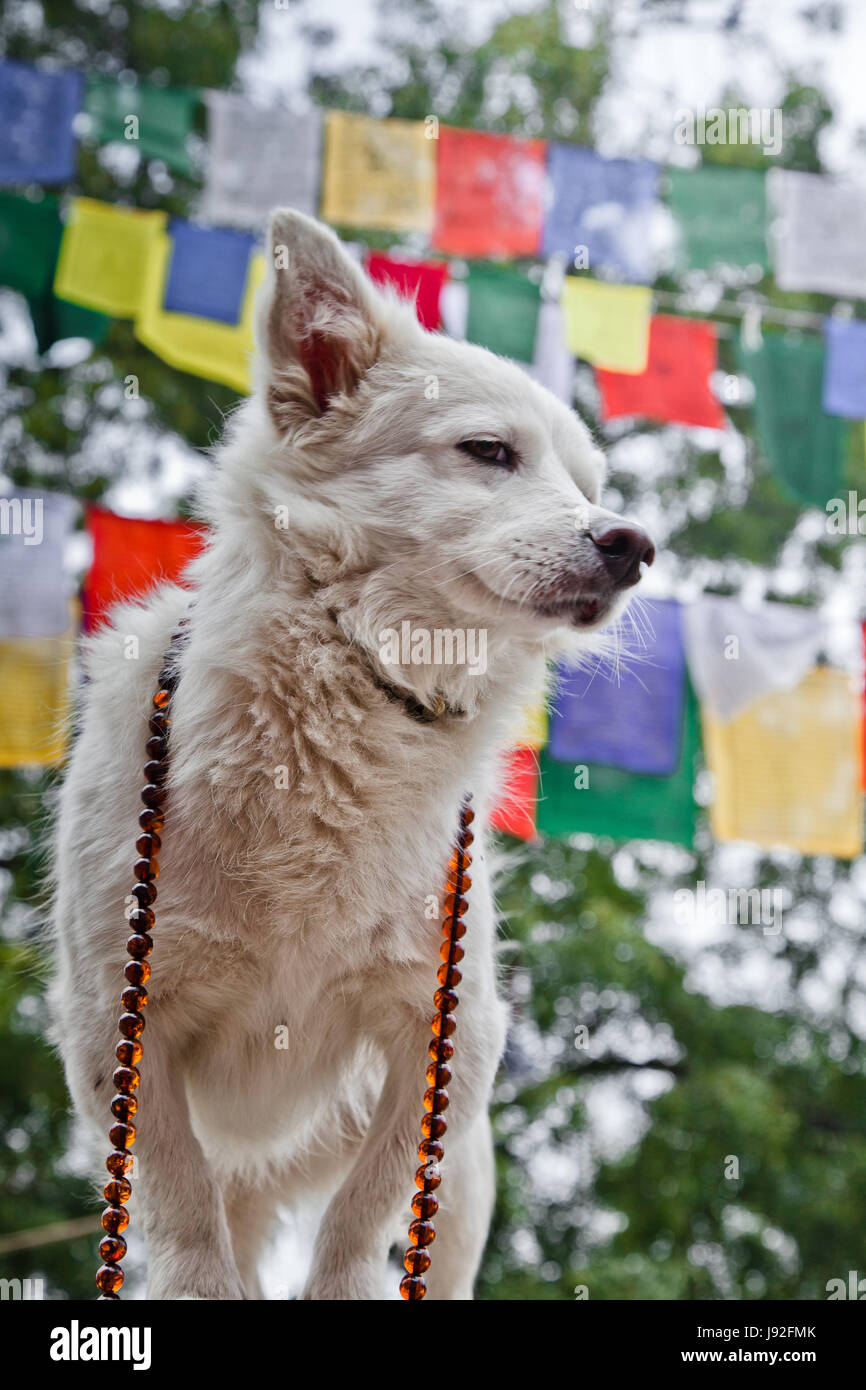 Dog of buddha hi-res stock photography and images - Alamy