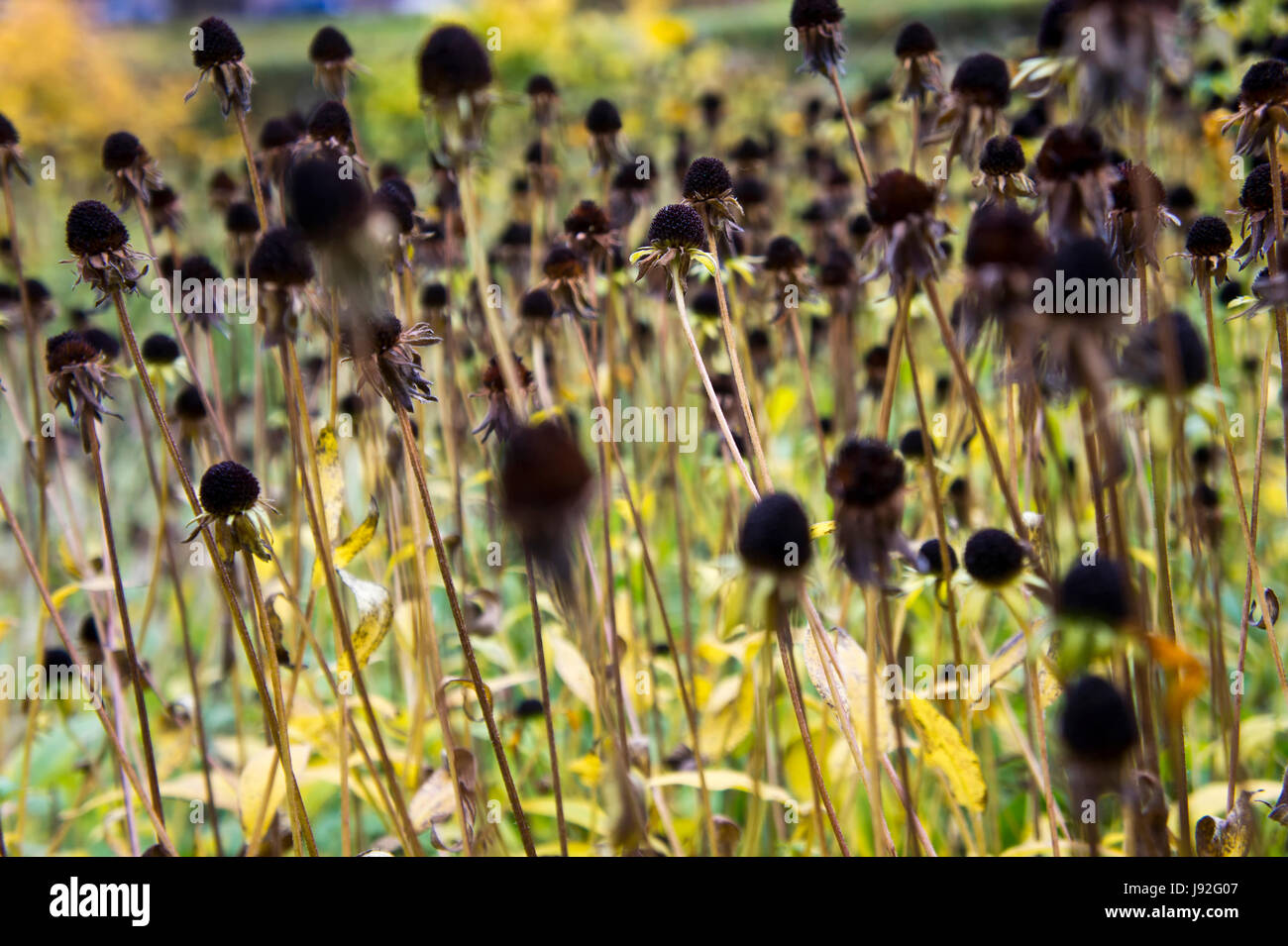 garden, flower, plant, flowers, flora, botany, decorative plant ...