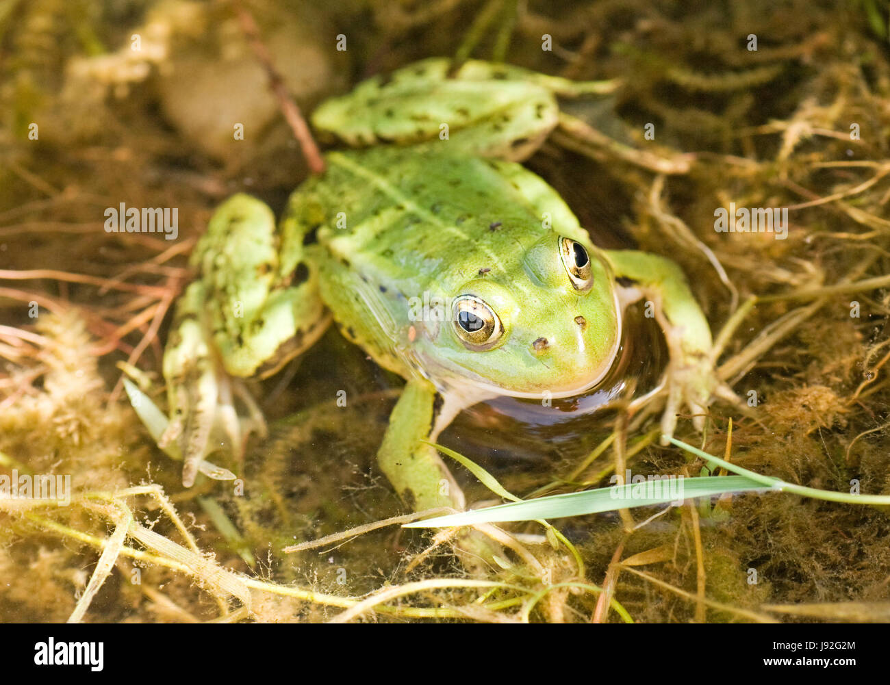 environment, enviroment, animal, amphibian, frog, wildlife, aquatic ...