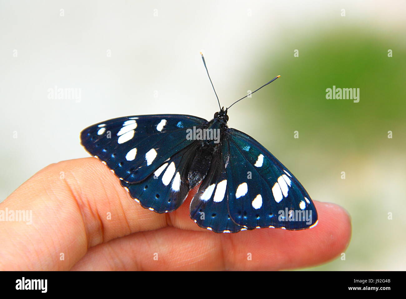 friendship, finger, insect, butterfly, freedom, liberty, moth, nature ...
