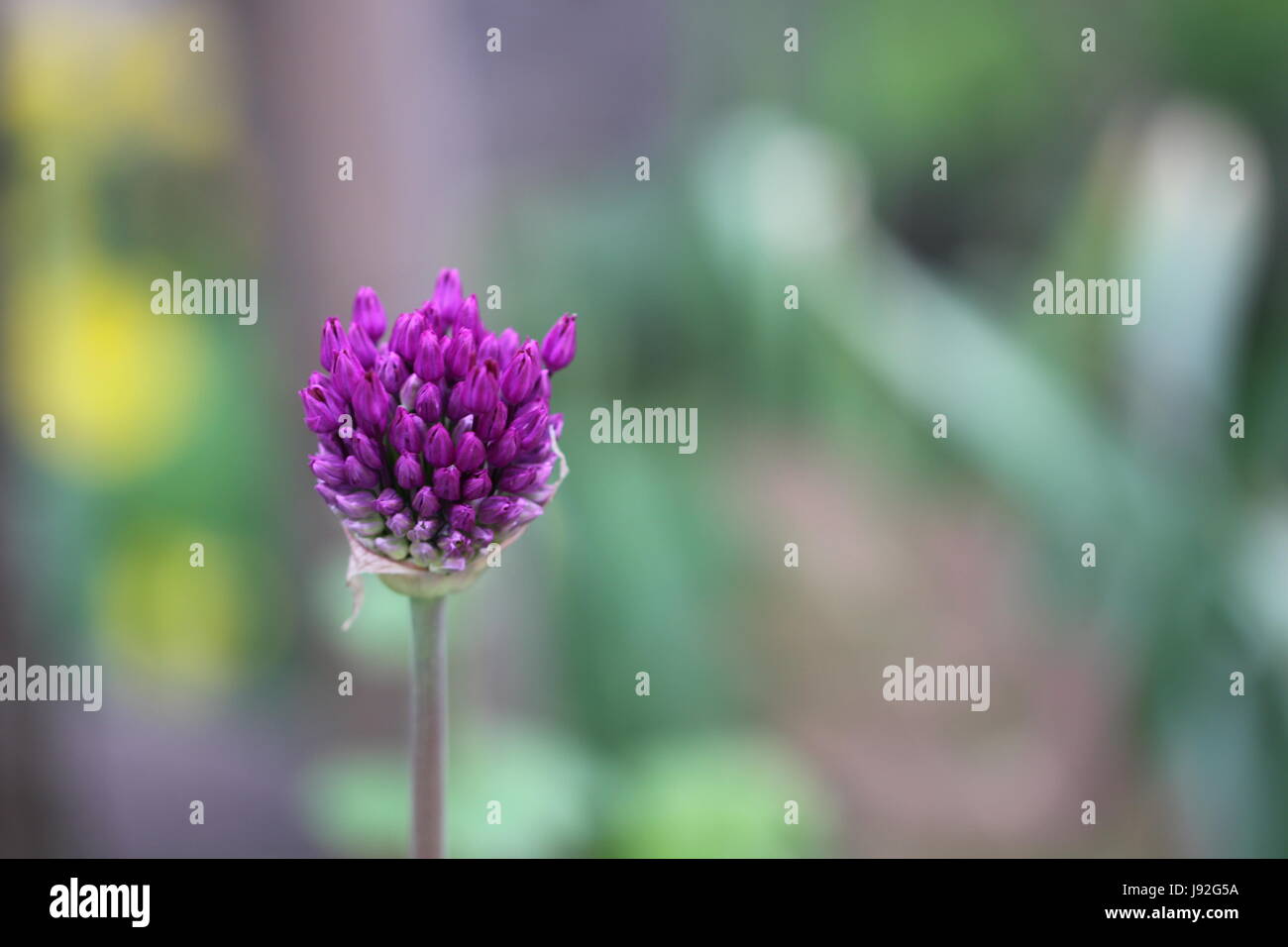 allium aflatunense iran lauch Stock Photo - Alamy