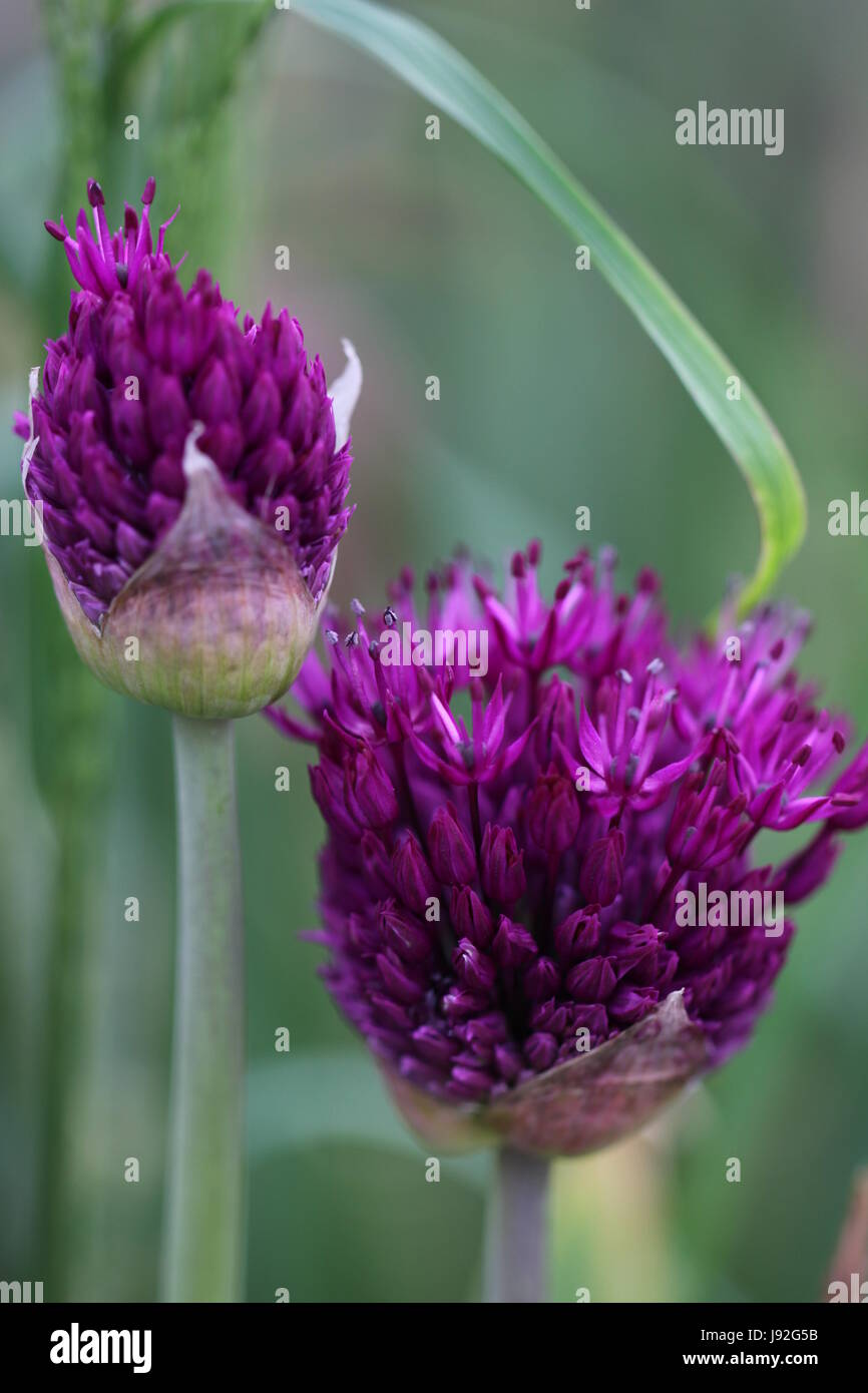 Iran plant hi-res stock photography and images - Alamy