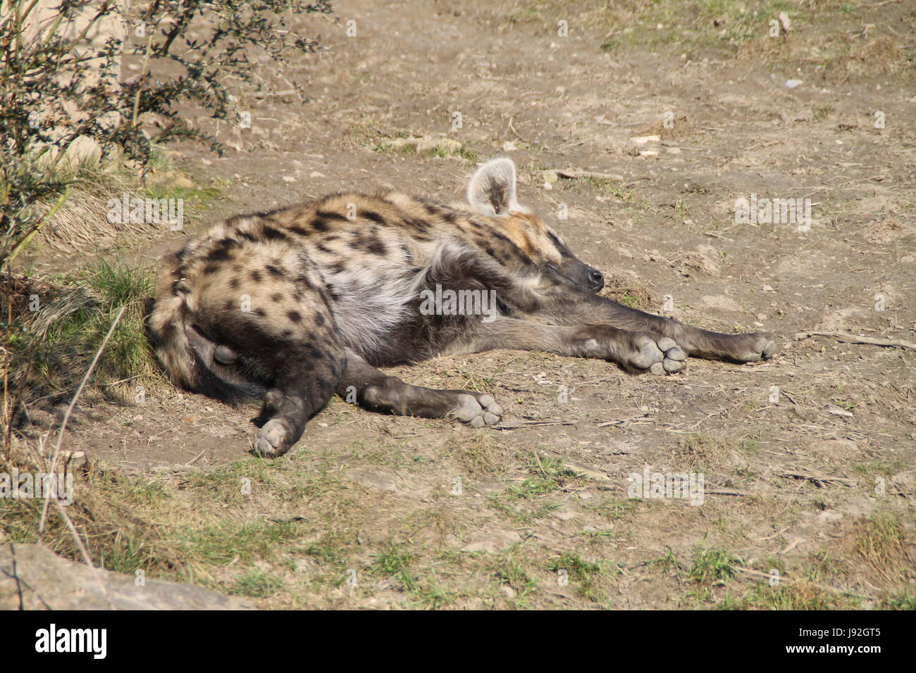 a sleeping hyena Stock Photo - Alamy