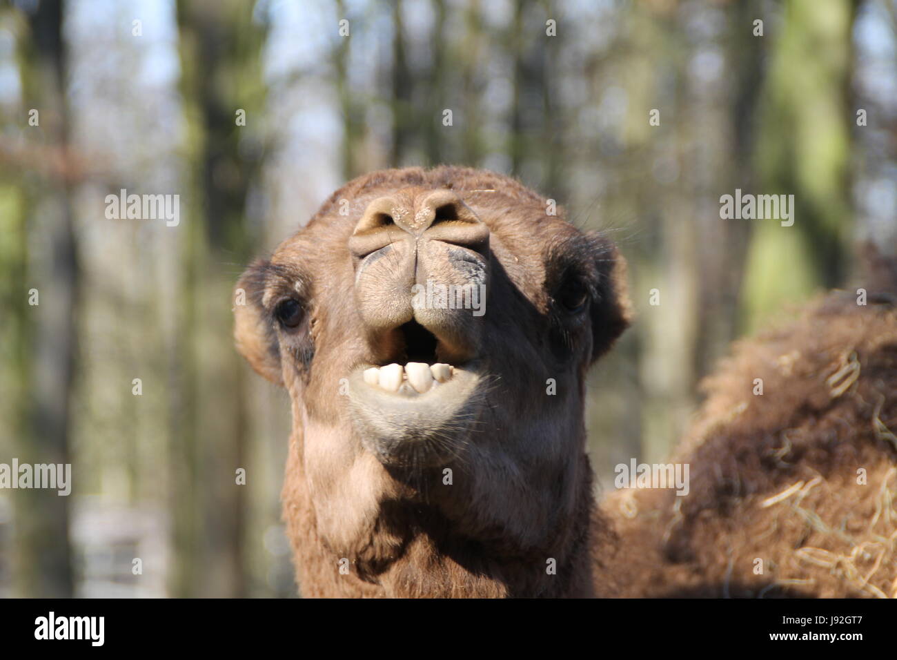 an eating camel Stock Photo - Alamy