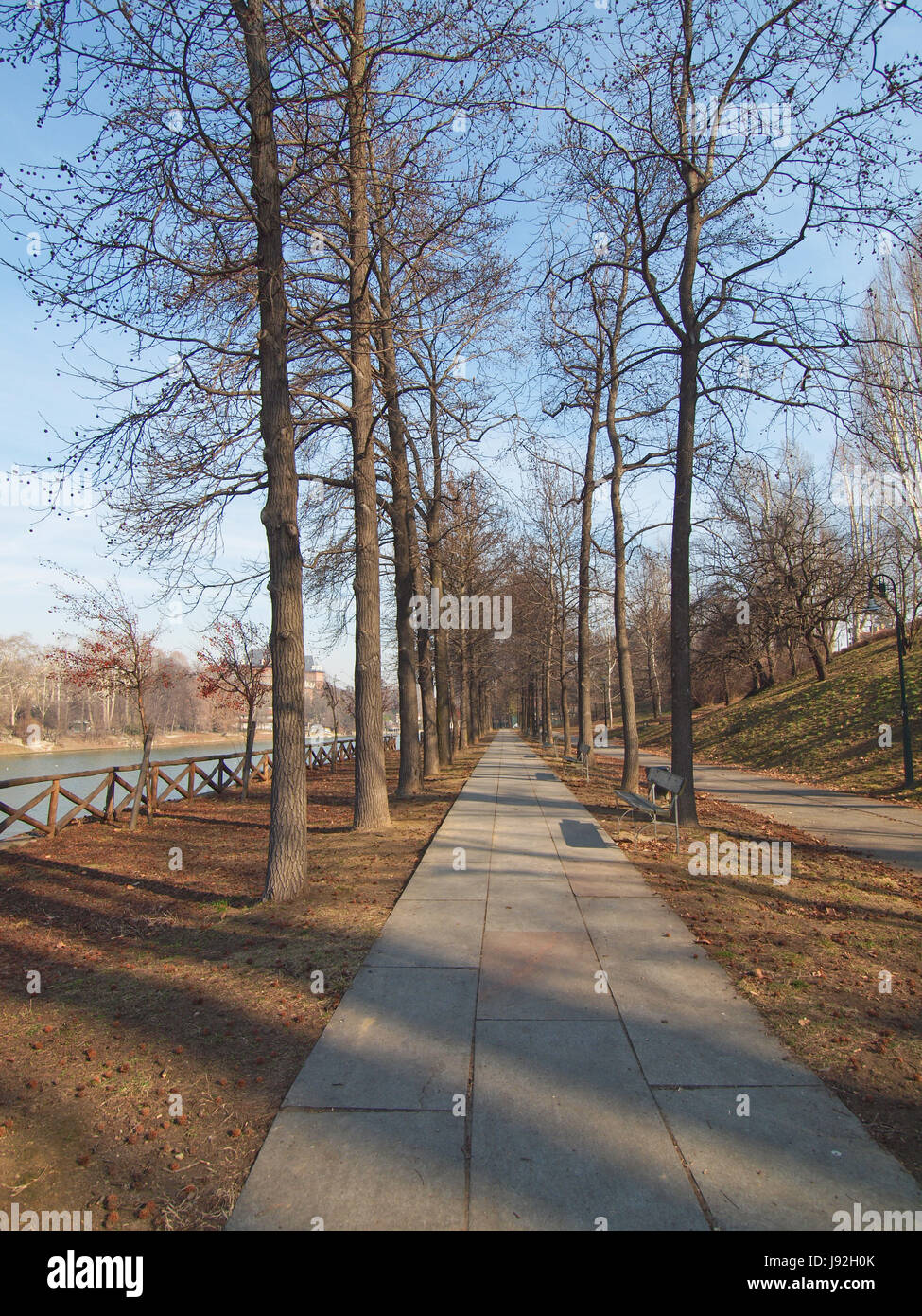 tree, trees, sight, view, outlook, perspective, vista, panorama ...