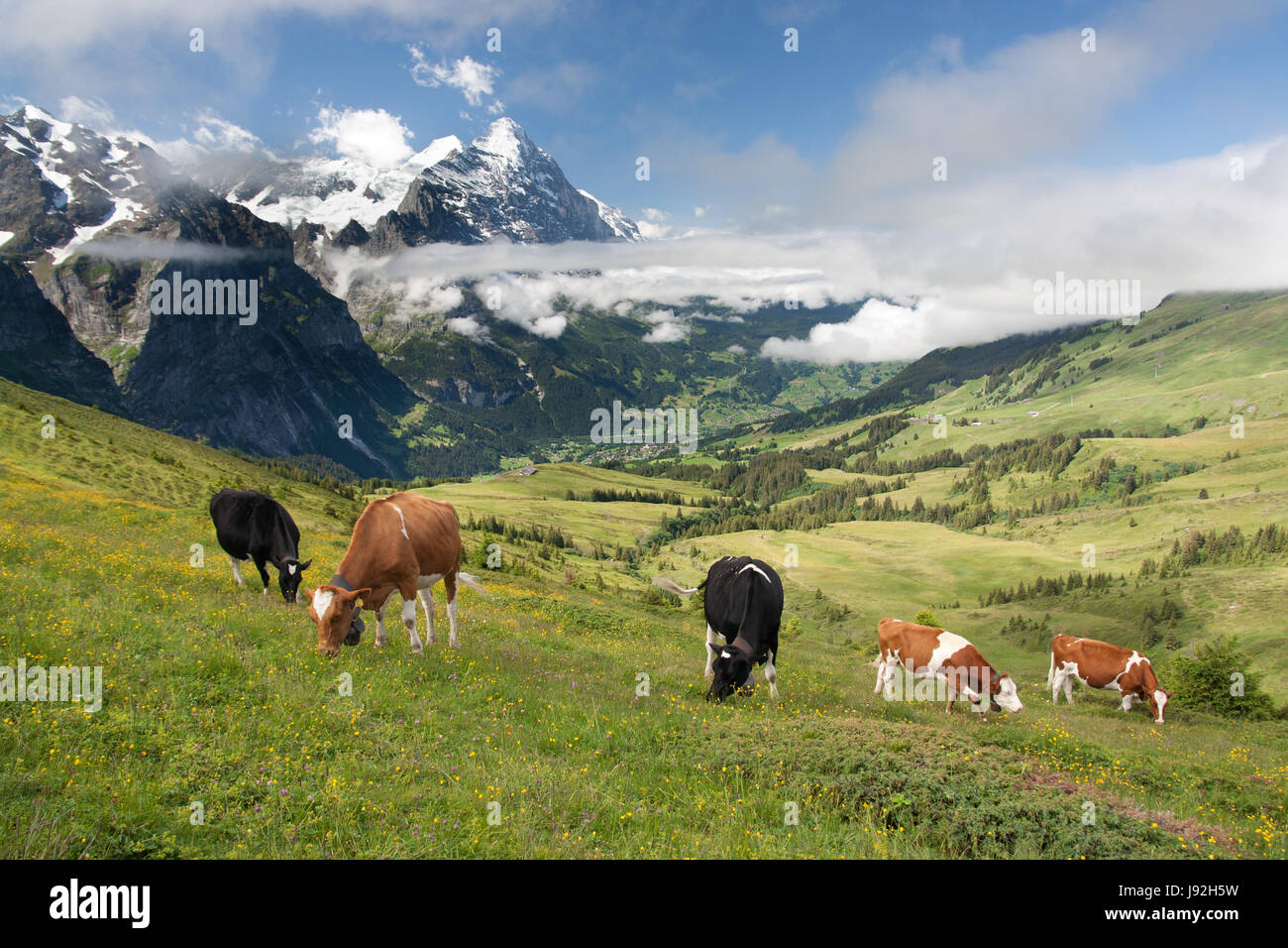 mountains, alps, switzerland, cow, cows, swiss, nature, mountains ...