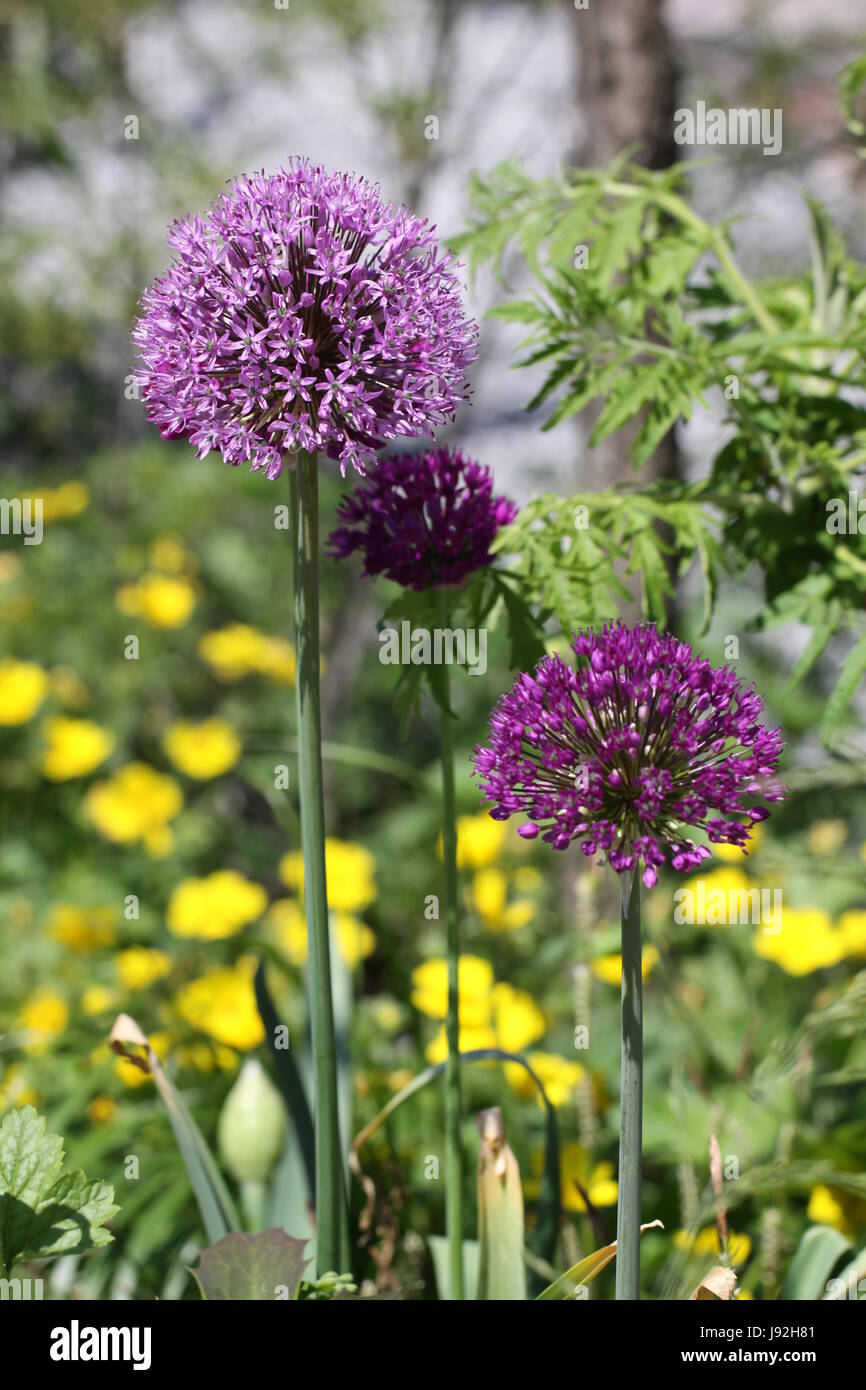 Alliums bulb bed hi-res stock photography and images - Alamy