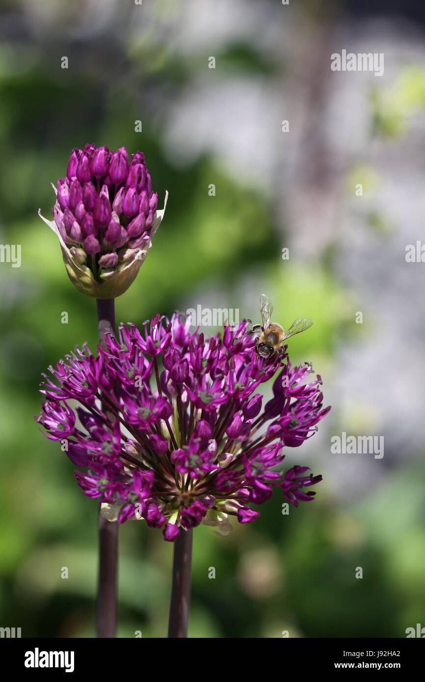 garden, flower, plant, purple, gardens, iran, leek, insect, bee, shine ...