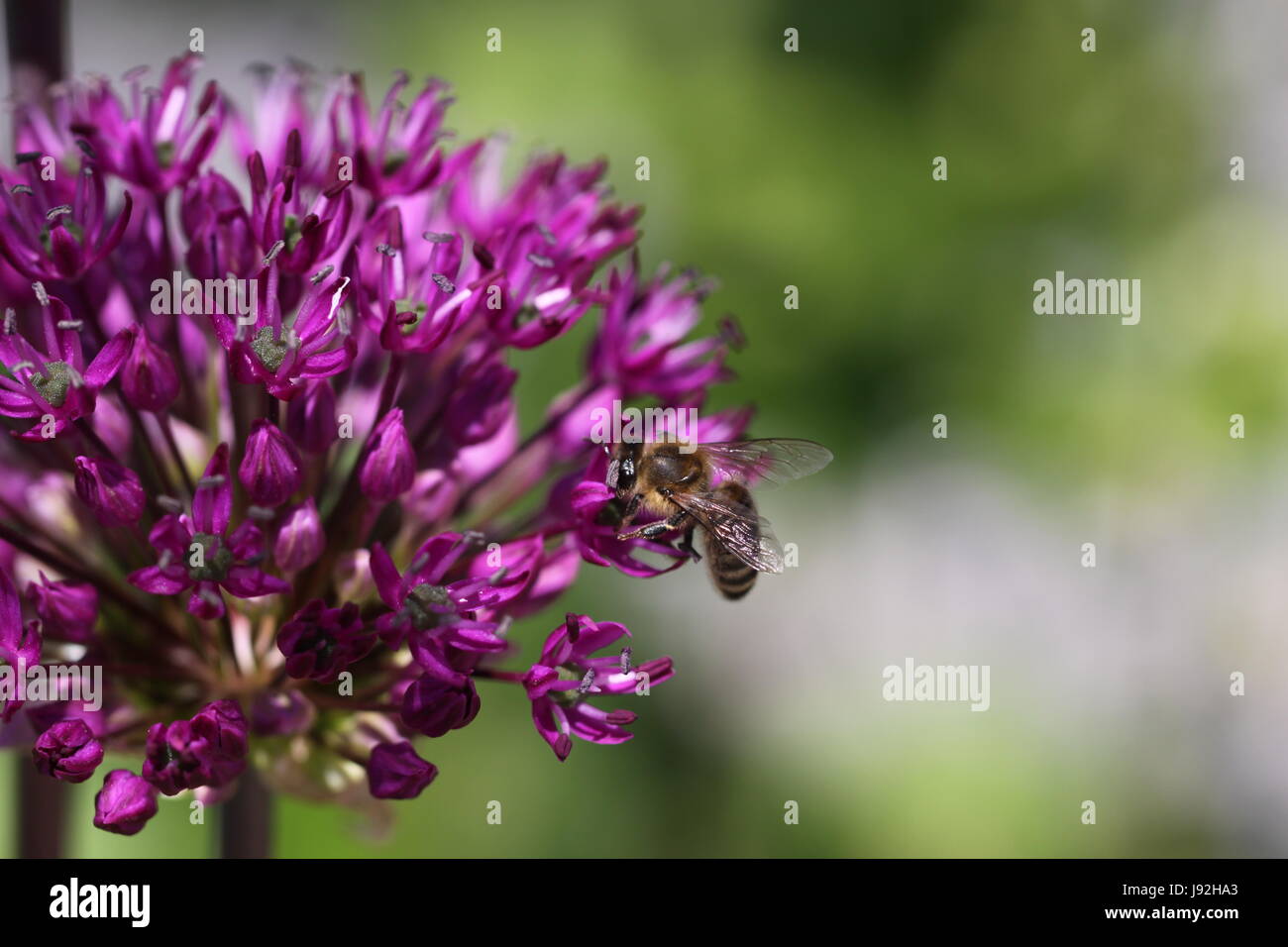 garden, flower, plant, purple, gardens, iran, leek, insect, bee, shine ...