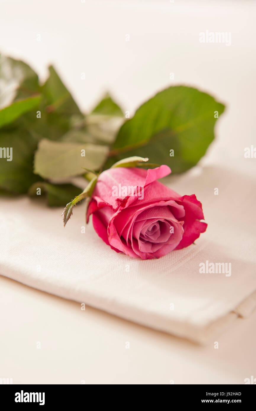 flower, plant, rose, romantic, loving, fragile, romance, love, in love ...