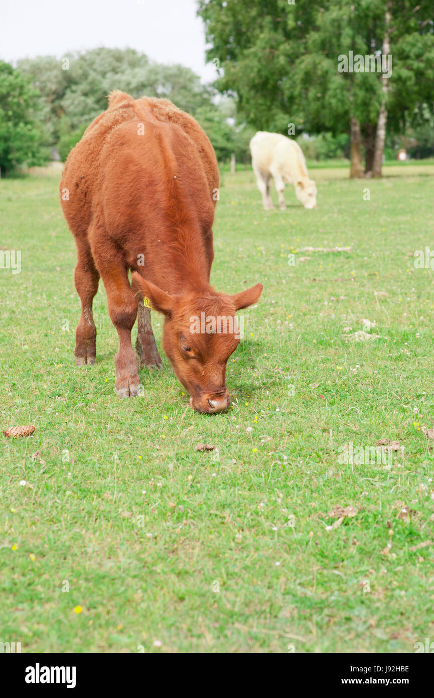 animal, field, cow, cattle, farm animal, pasture, meadow, agricultural ...