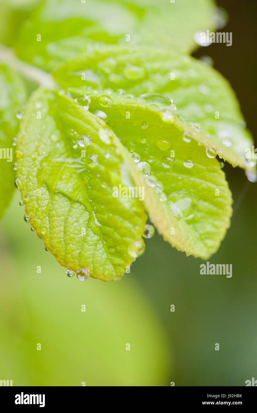leaf, wet, dew, growth, rain, lawn, green, plant, raining, leaf ...