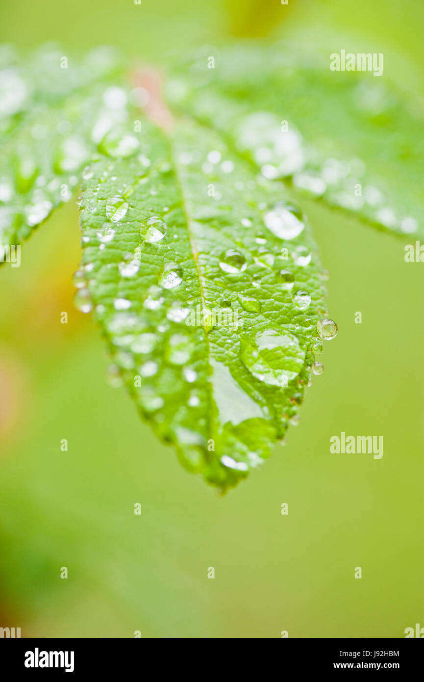 leaf, wet, dew, growth, rain, lawn, green, plant, raining, leaf ...