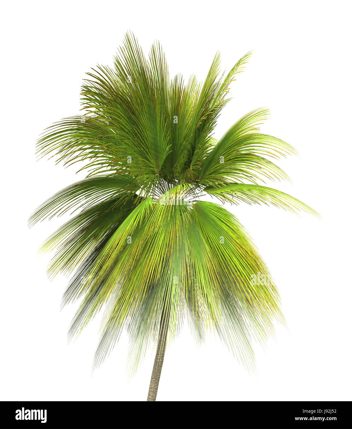 optional, palms, palm tree, coco, palmtrees, apart, extra, insulated ...