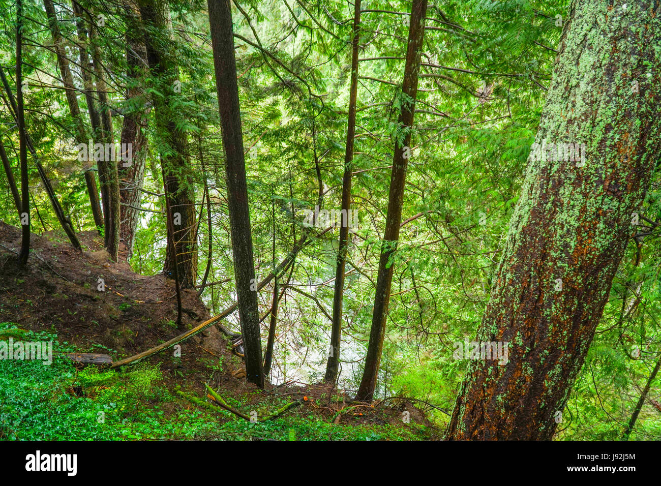 Amazing nature in the Canadian woods - wonderful green forest CANADA ...