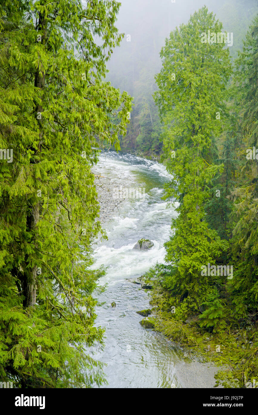 Creek in the Canadian Woods CANADA Stock Photo - Alamy