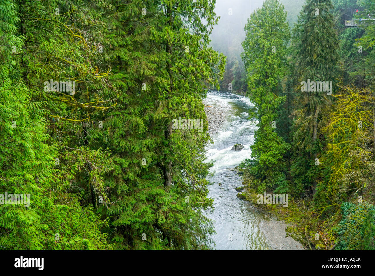 Creek in the Canadian Woods CANADA Stock Photo - Alamy