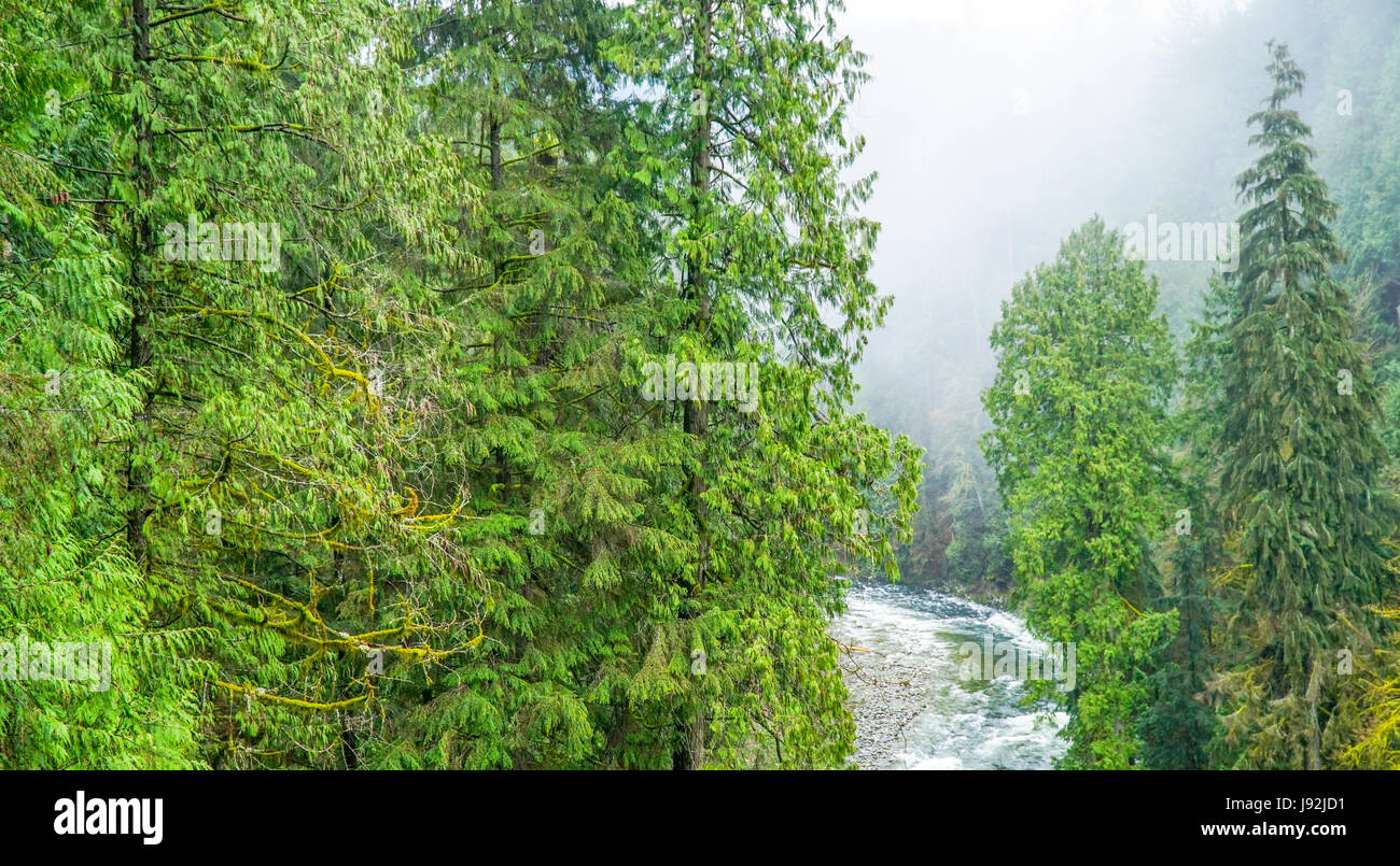 Creek in the Canadian Woods CANADA Stock Photo - Alamy