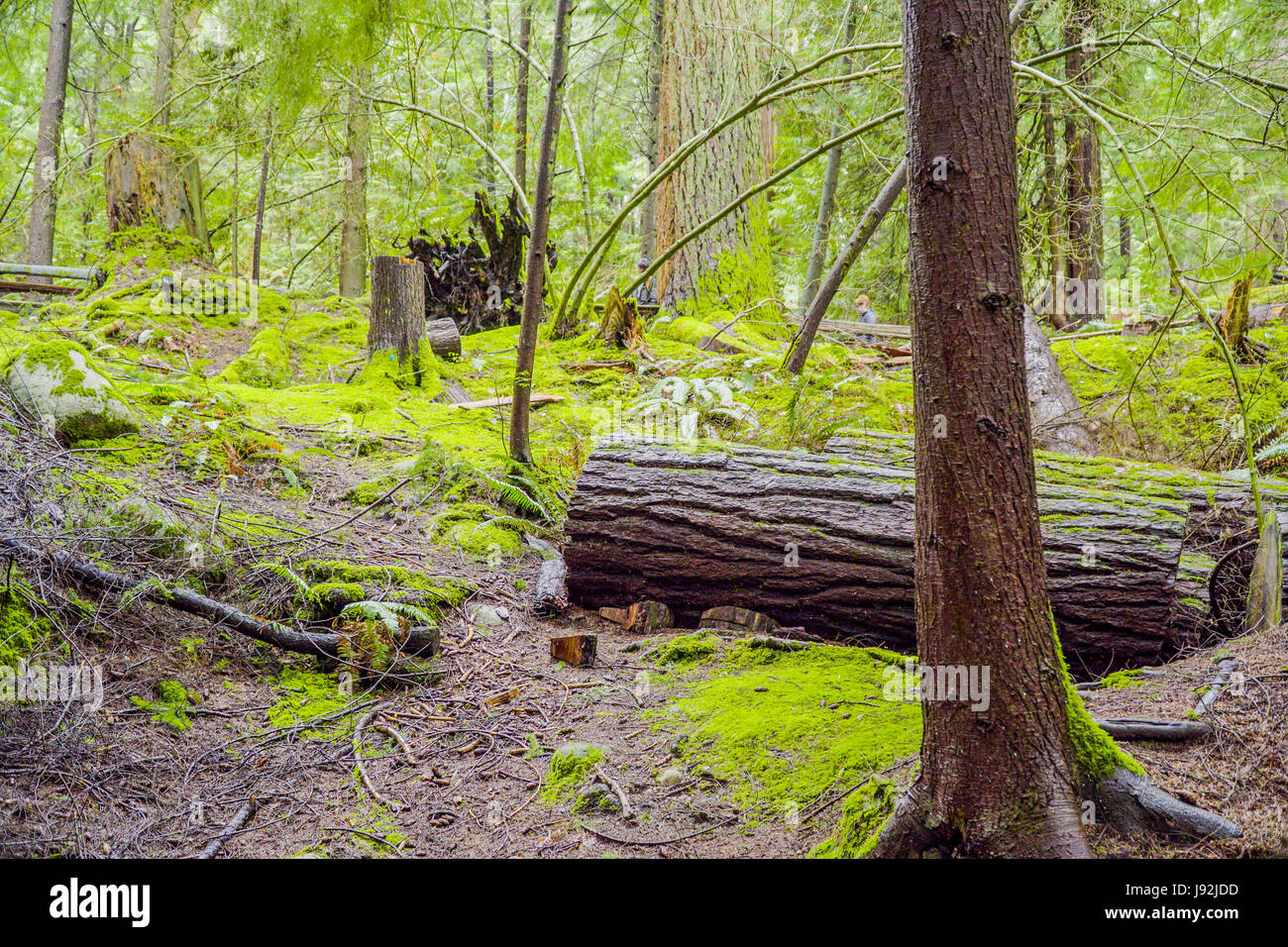 Amazing nature in the Canadian woods - wonderful green forest CANADA ...
