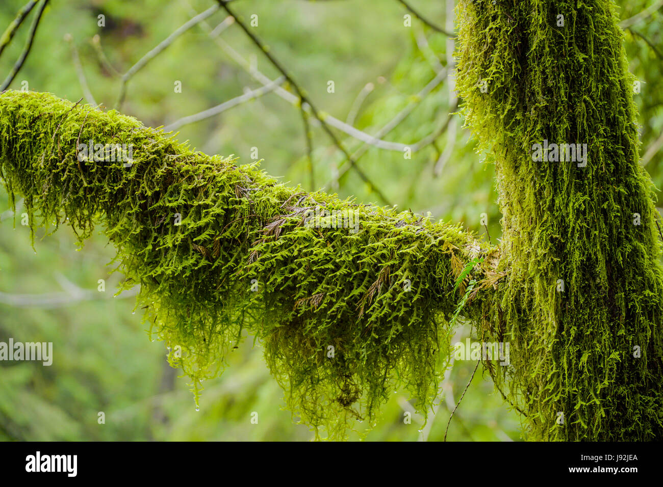 Amazing nature in the Canadian woods - wonderful green forest CANADA ...