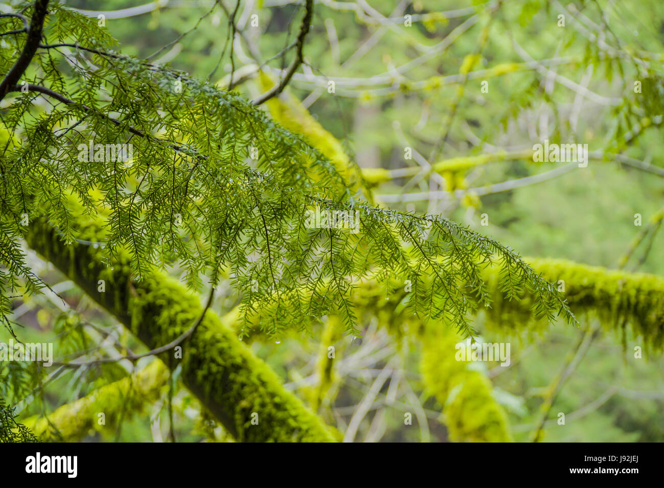 Beautiful trees full of moss in the rain forest CANADA Stock Photo - Alamy