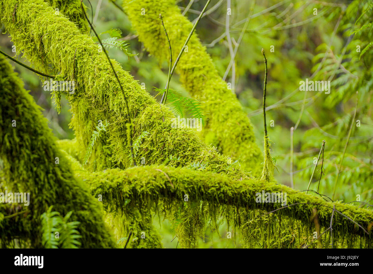 Beautiful trees full moss hi-res stock photography and images - Alamy
