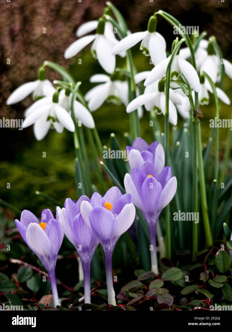 crocuses and snowdrop Stock Photo - Alamy