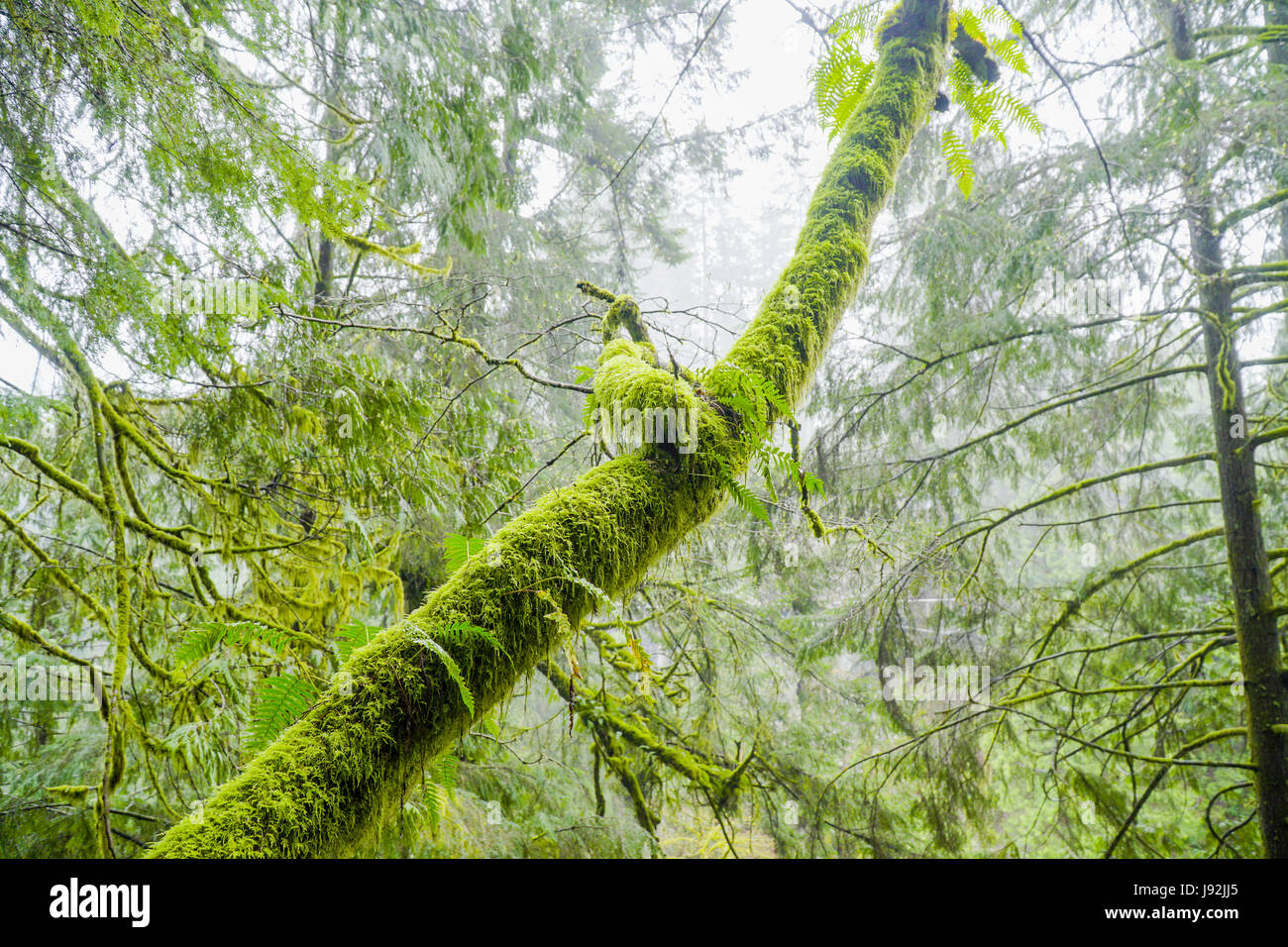 Beautiful green nature - mossy trees in the woods CANADA Stock Photo ...